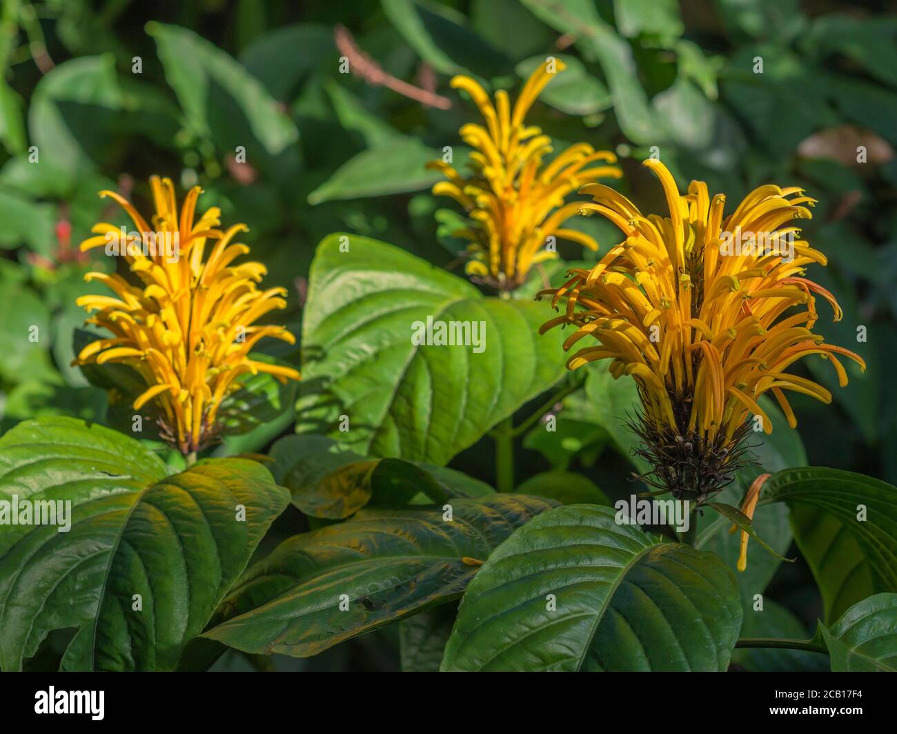 Brazilian Plume Flower High Resolution Stock Photography and Images - Alamy