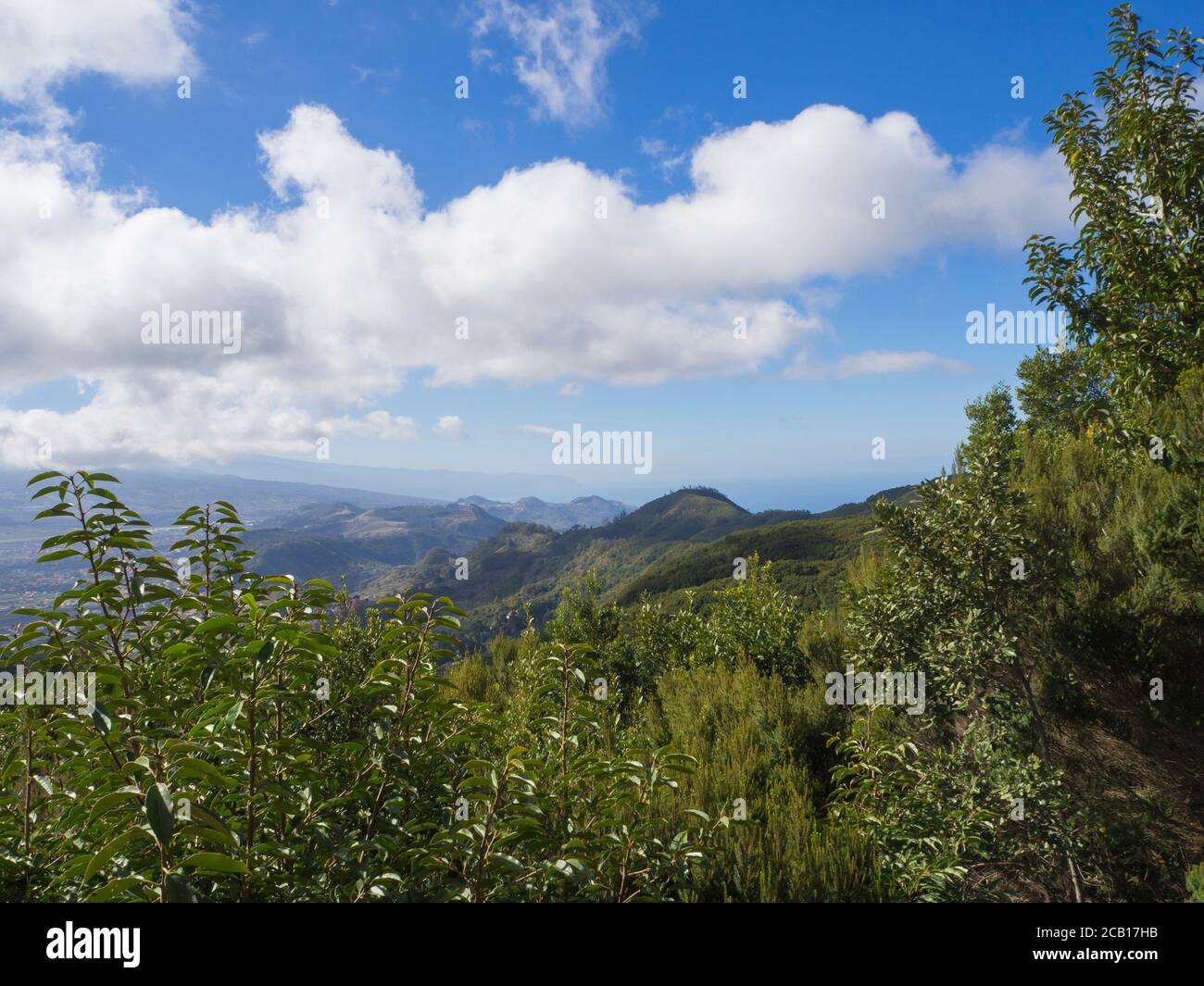 view point in anaga mountain sharp peaks with green cypress bush and ...