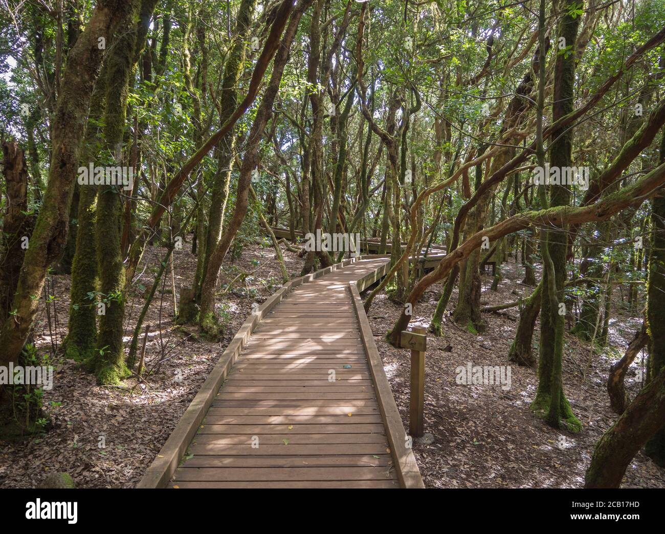 wooden board footpath on Sendero de los Sentidos path od the senses in ...