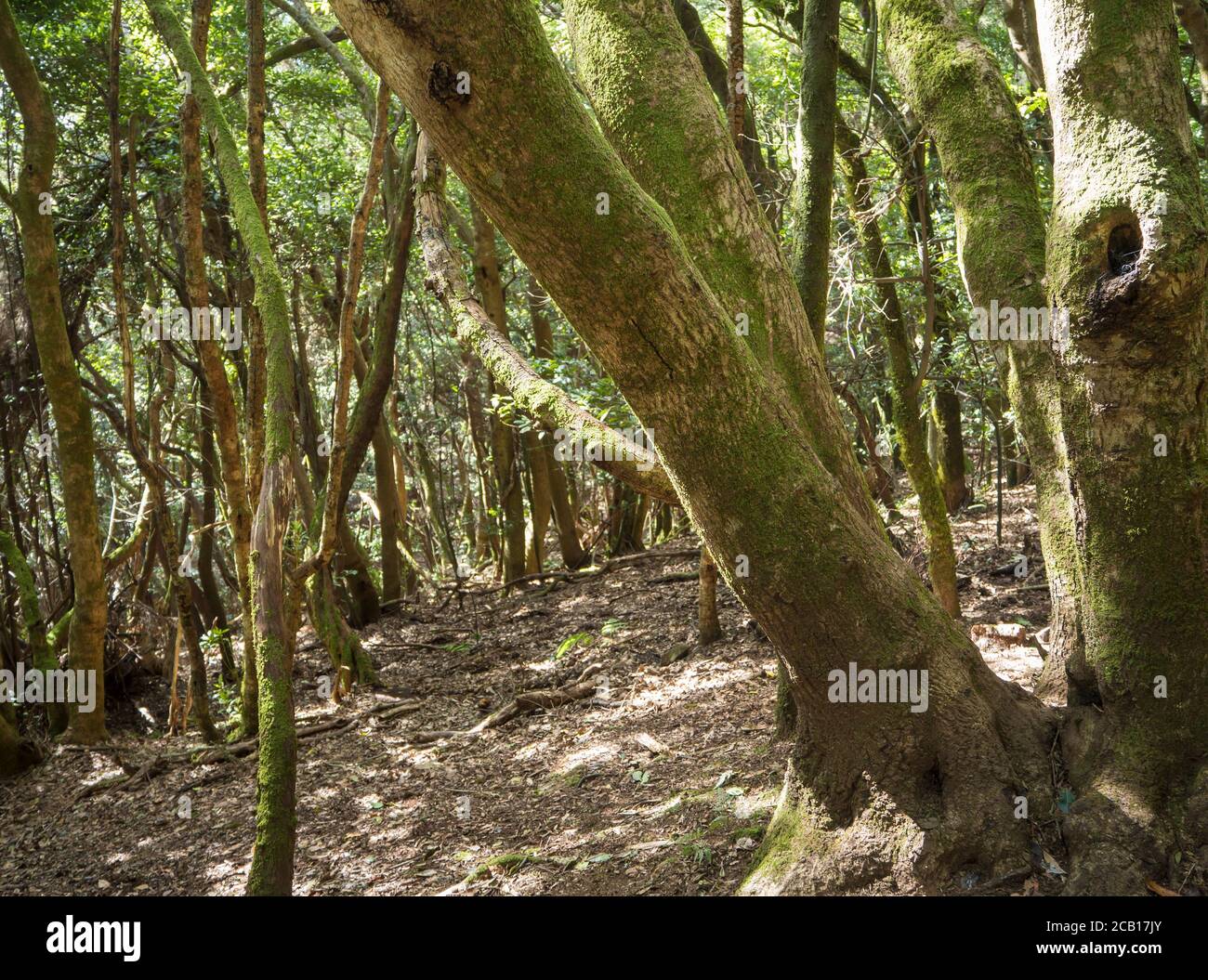 mystery primary Laurel forest Laurisilva rainforest with old mossed ...