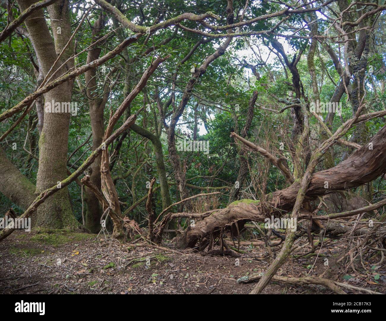 mystery primary Laurel forest Laurisilva rainforest with old mossed ...