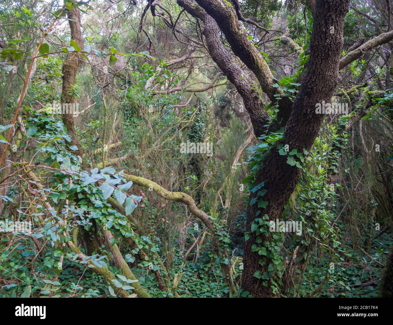 mystery primary Laurel forest Laurisilva rainforest with old mossed ...