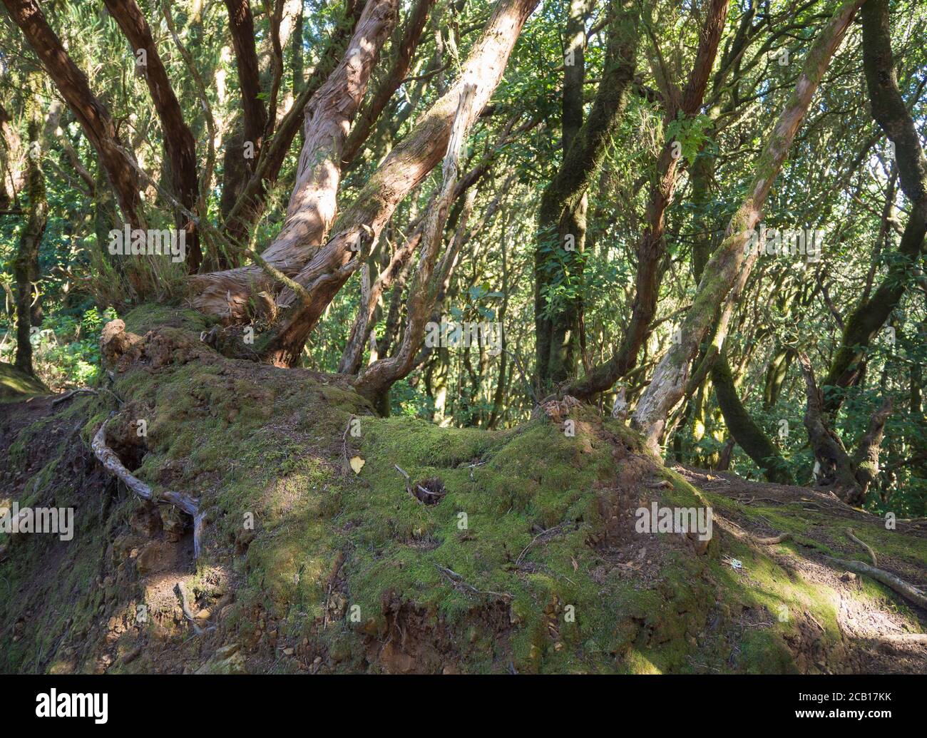 mystery primary Laurel forest Laurisilva rainforest with old mossed ...