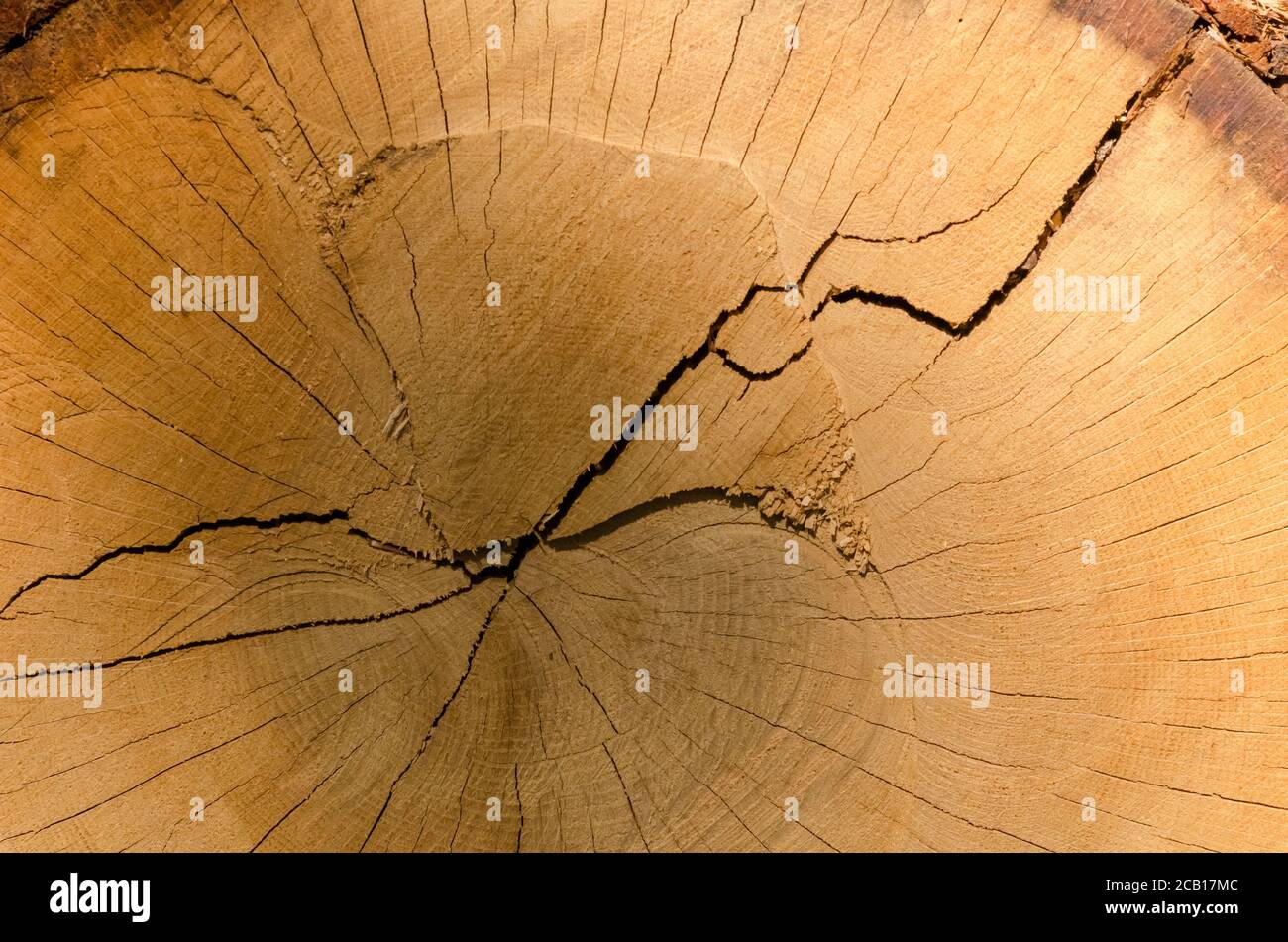 Close-up view of cross-section of a tree trunk in a forest, wooden ...
