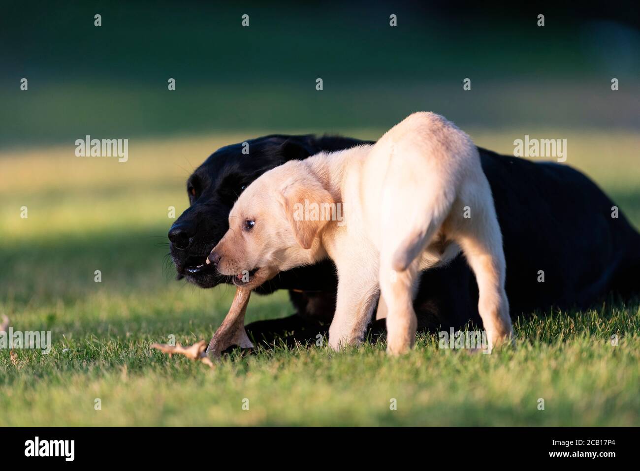 A Black Labrador Retriever with a Yellow Labrador Retriever Puppy Stock ...