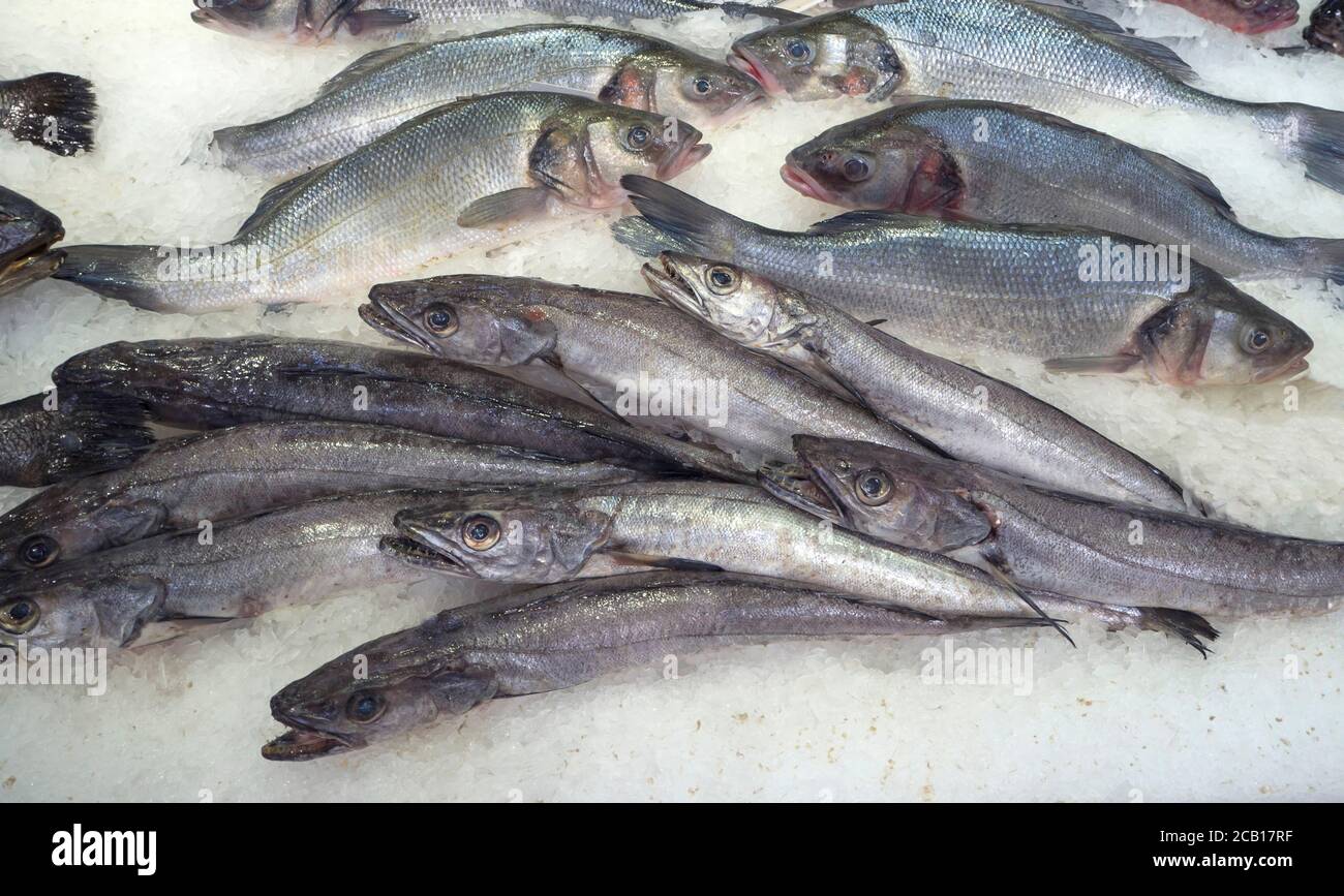 close up cold iced sea fish on ice Merluccius merluccius (European hake ...