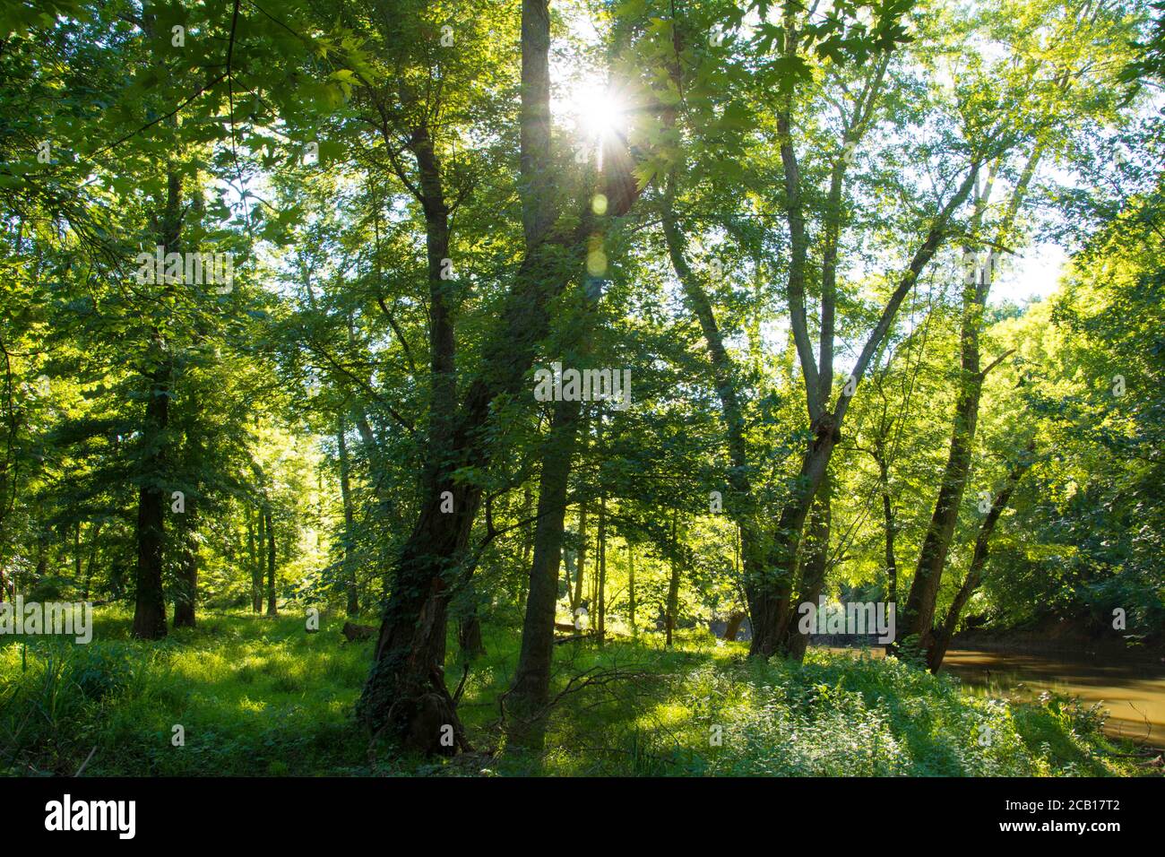 Light shining through tree hi-res stock photography and images - Alamy