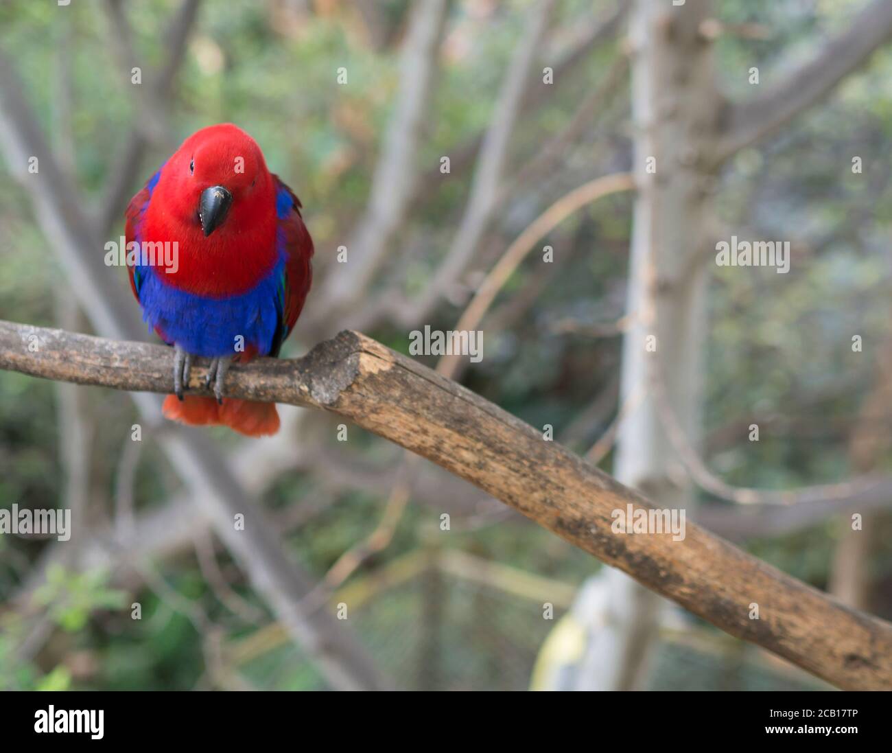 Blue Parrot Red Beak High Resolution Stock Photography and Images - Alamy