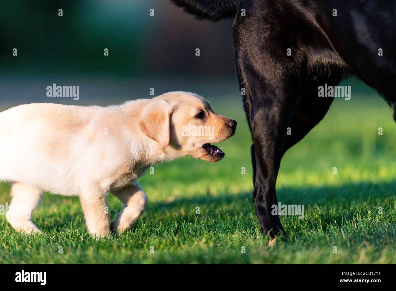 Labrador mother and puppy hi-res stock photography and images - Alamy