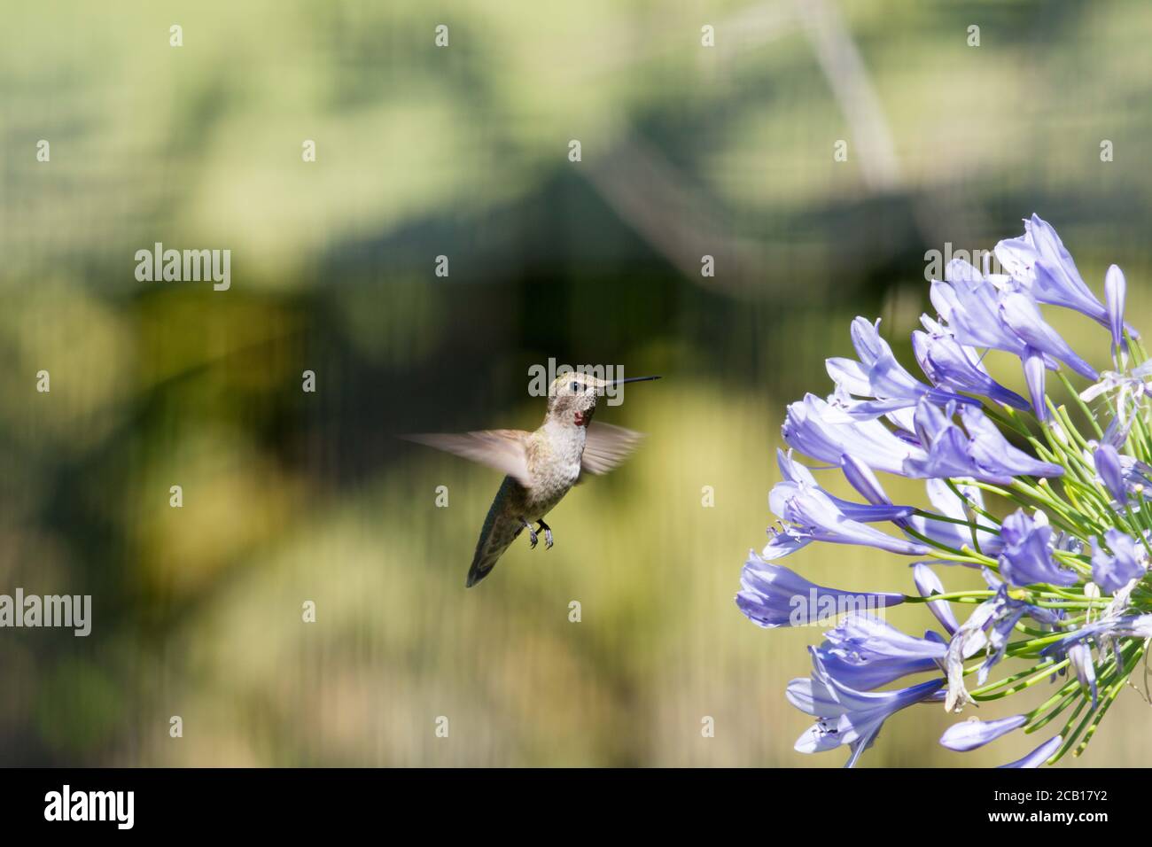 Sunbird, Sugar bird, Humming bird hovering ready to get nectar from ...