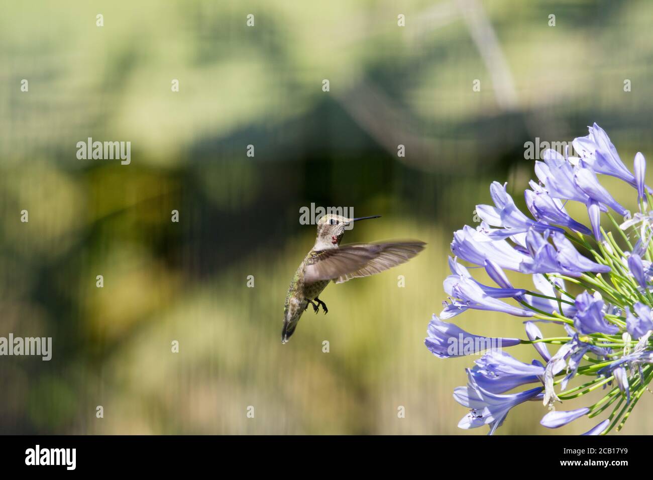 Sunbird, Sugar bird, Humming bird hovering ready to get nectar from ...