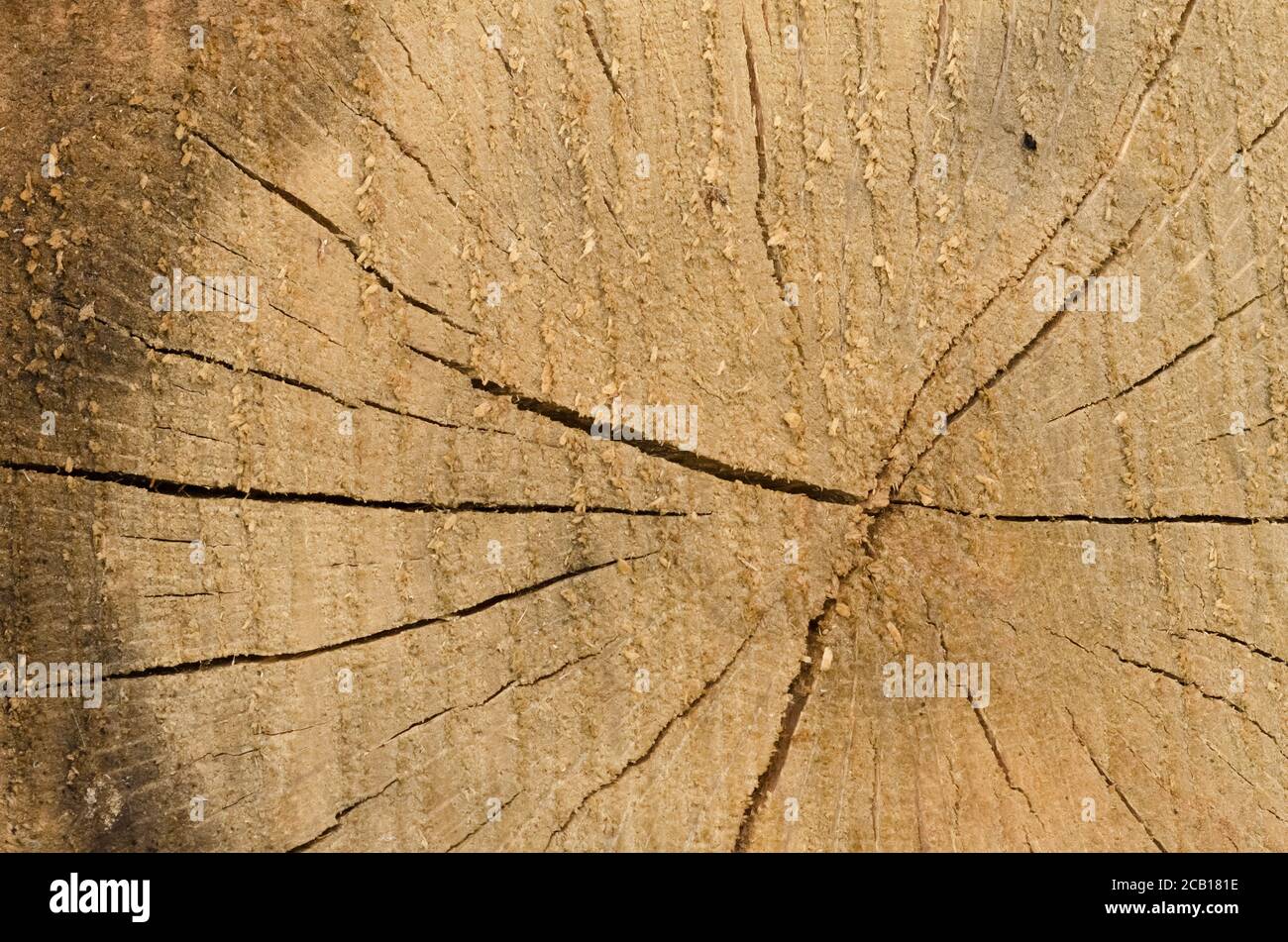 Close-up view of cross-section of a tree trunk in a forest, wooden ...