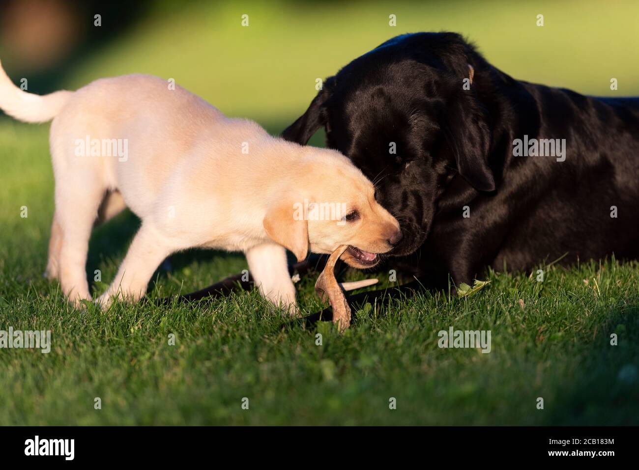 A Black Labrador Retriever with a Yellow Labrador Retriever Puppy Stock ...