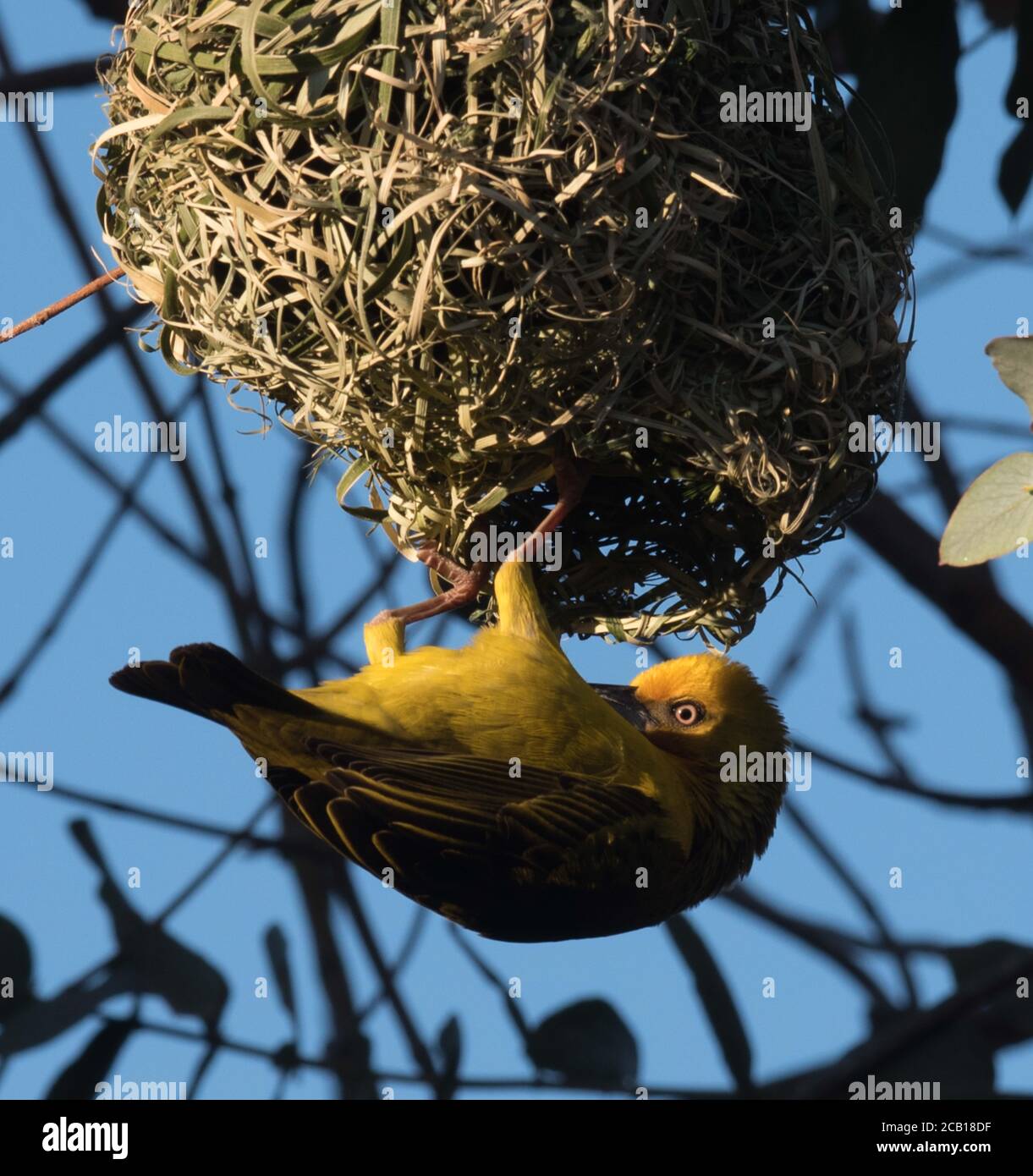 Yellow bird hanging from nest hi-res stock photography and images - Alamy
