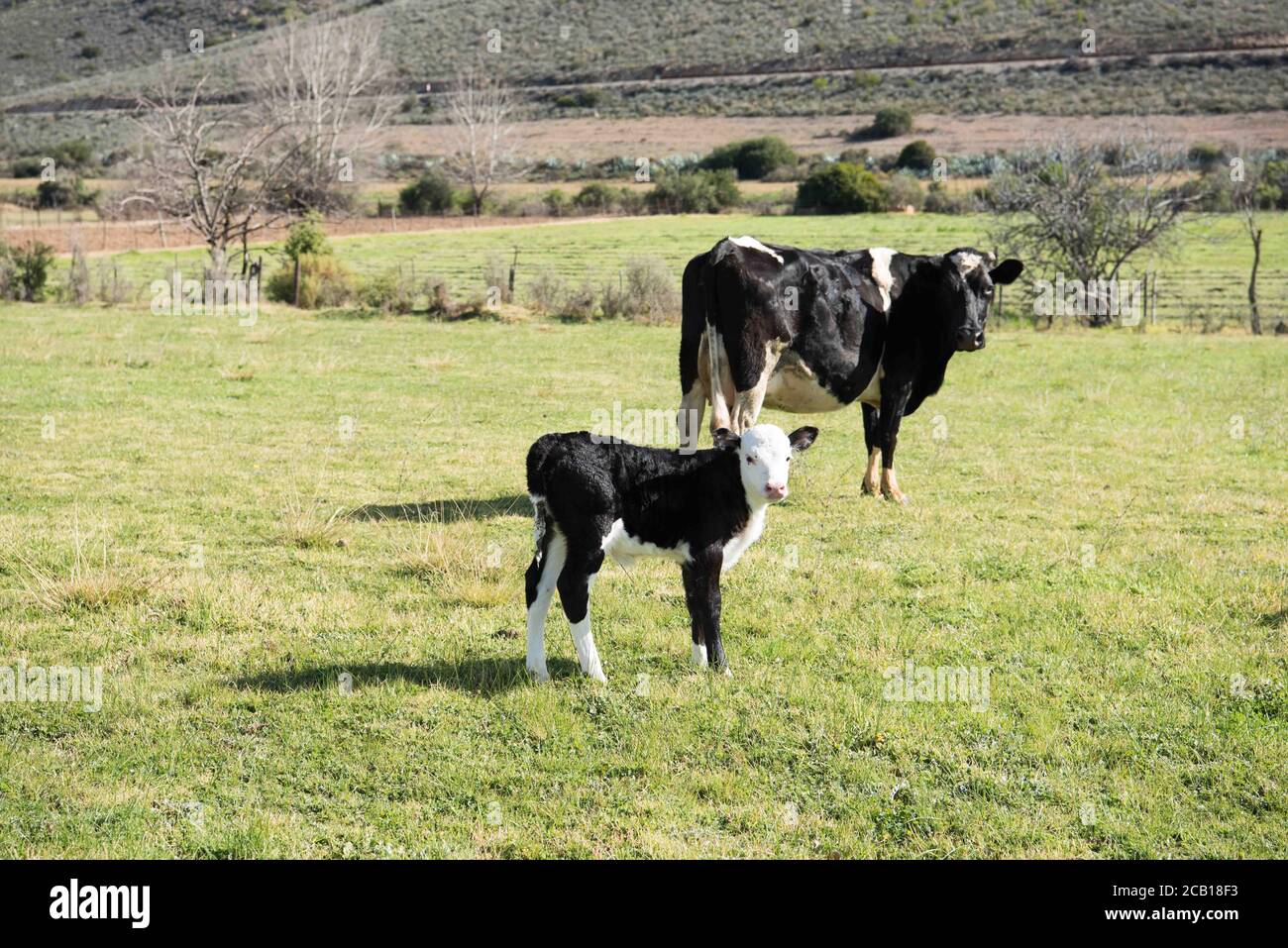 Cow and calf standing in green grass field staring straight ahead Stock ...