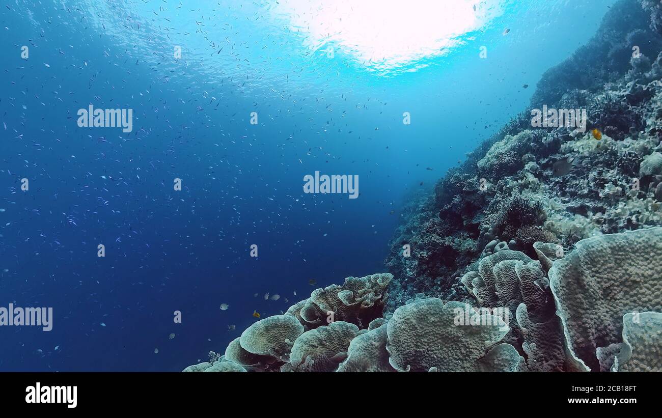 Tropical fishes and coral reef at diving. Underwater world with corals ...
