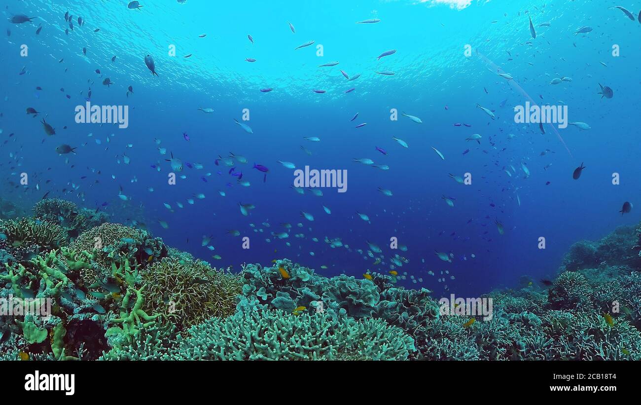 Coral reef underwater with fishes and marine life. Coral reef and ...