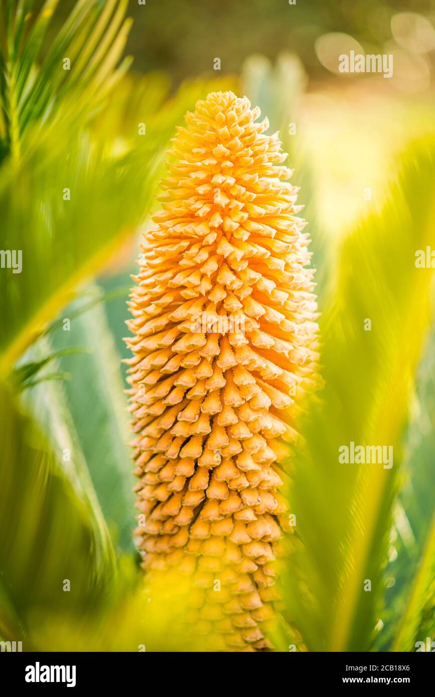 Flower of Sago Palm of Yellow Color. Green Leaves Stock Photo - Alamy