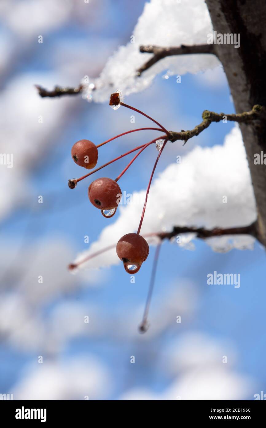 Snow view of Huaqiao, Jiangsu Province, China Stock Photo - Alamy