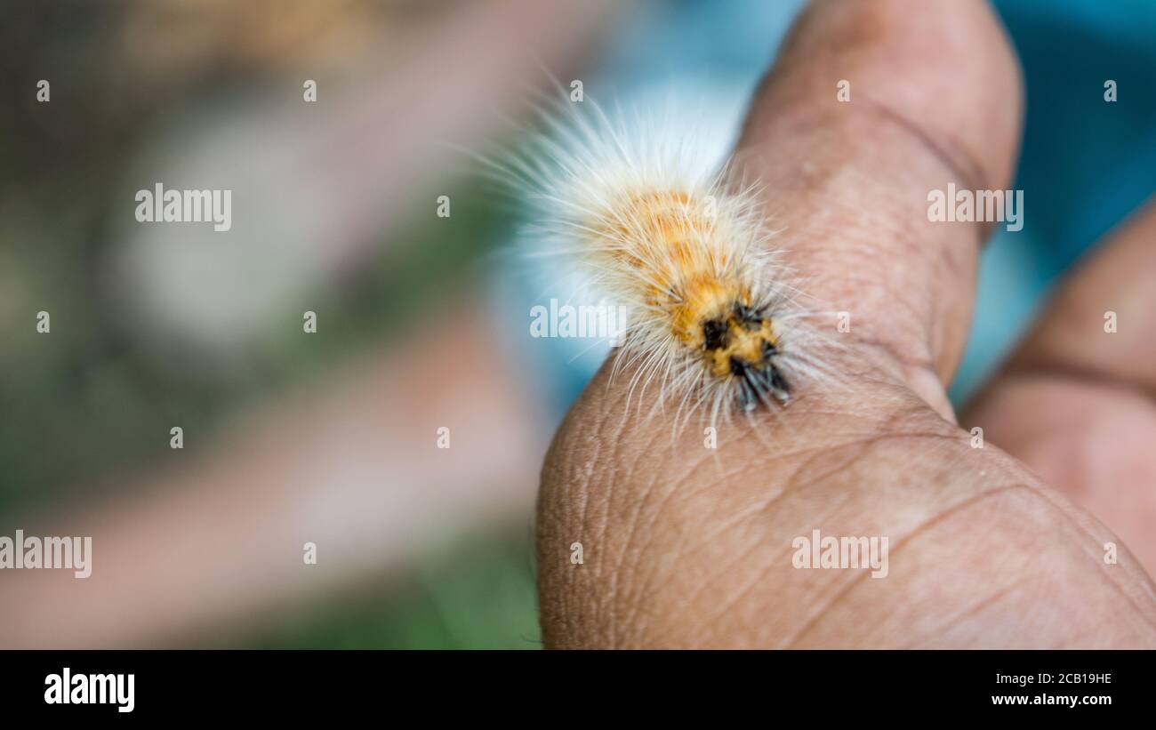 Bisa poka hi-res stock photography and images - Alamy