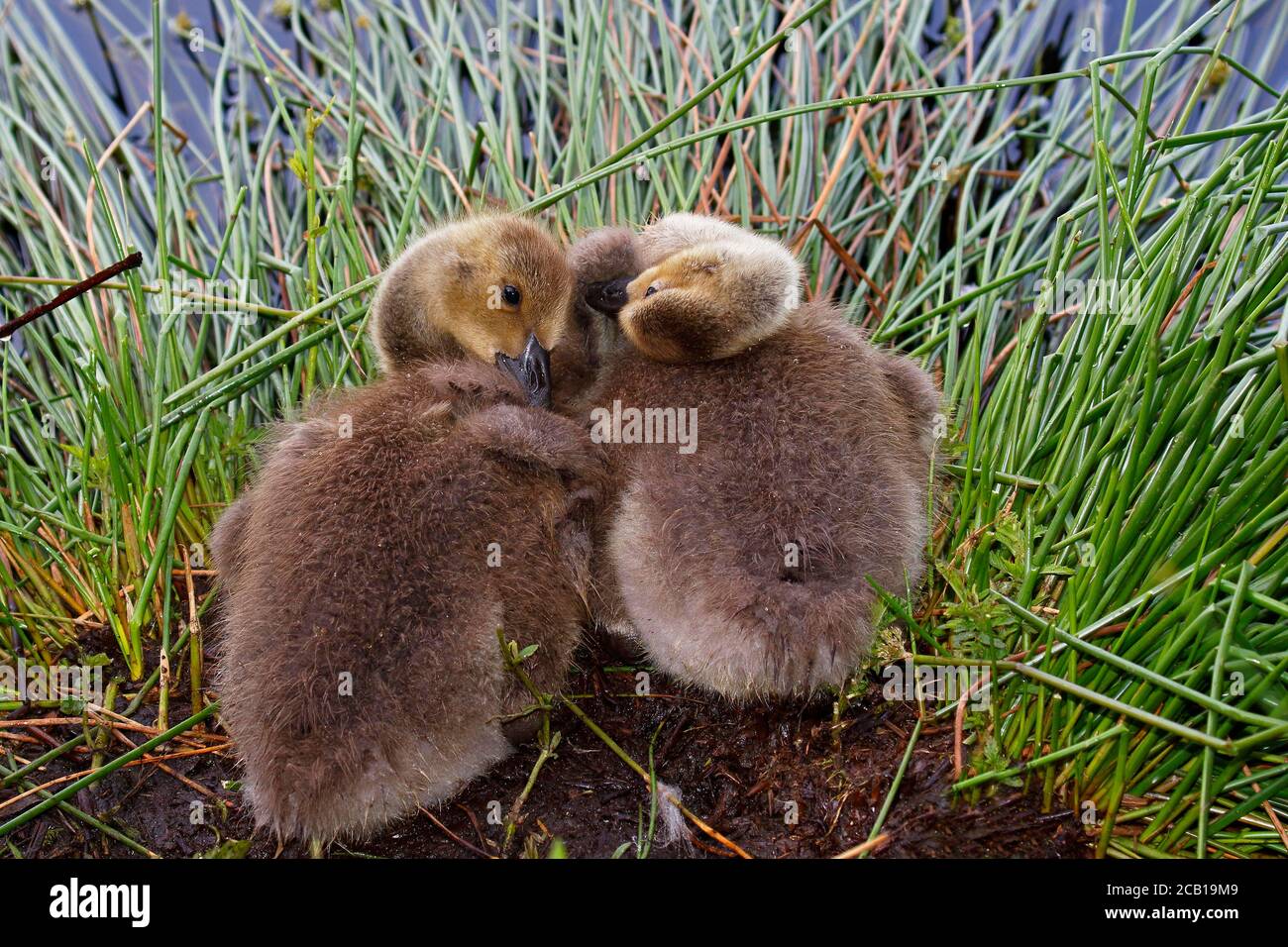 Canada goose with chicks hi-res stock photography and images - Alamy