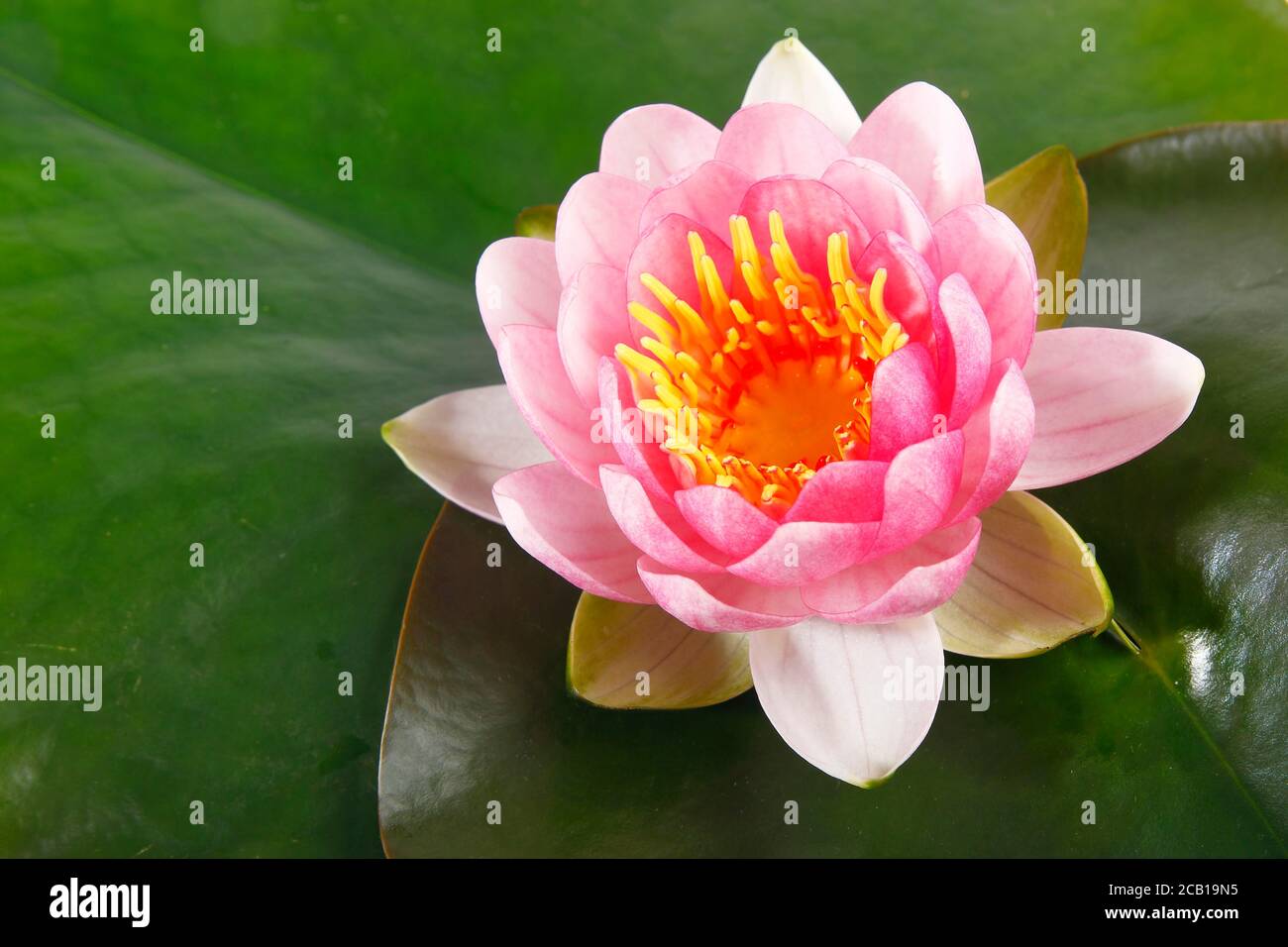 Water lily (Nymphaea), flower and leaves, Germany Stock Photo - Alamy