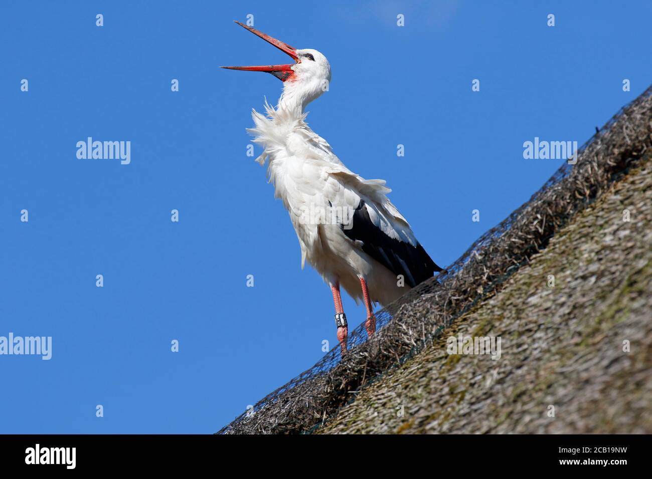 Thatched roof animal hi-res stock photography and images - Alamy