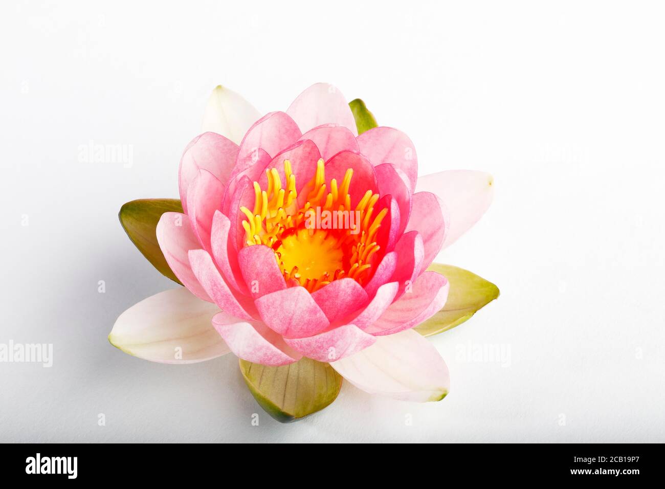 Water lily (Nymphaea), flower, Germany Stock Photo - Alamy