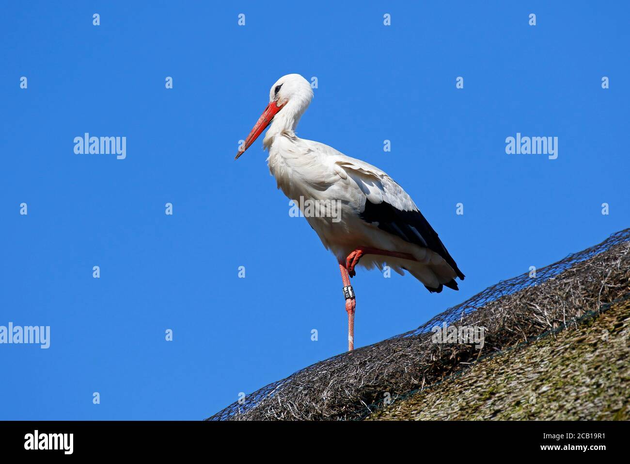 Thatched roof animal hi-res stock photography and images - Alamy