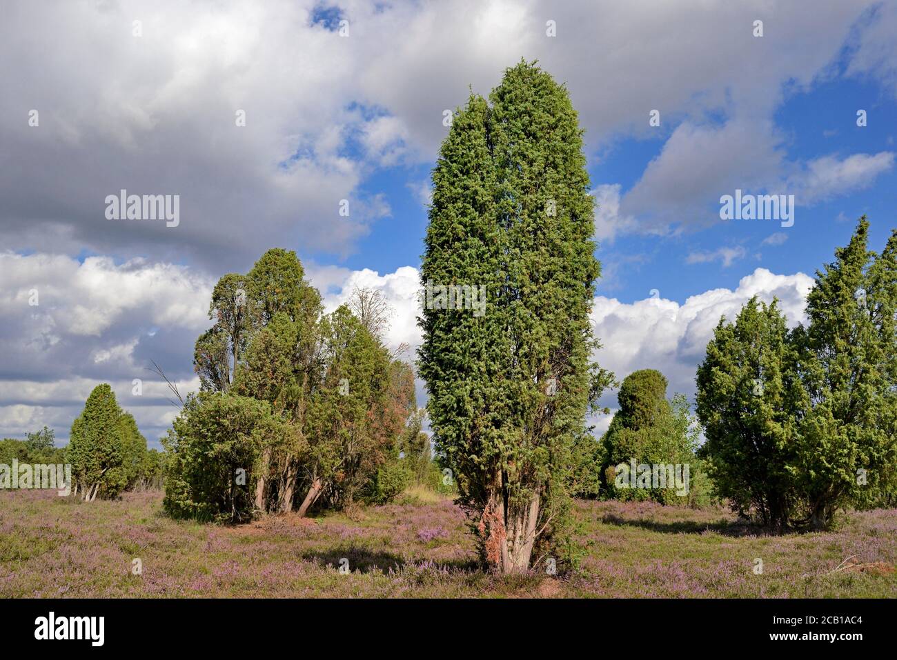 Heath landscape, juniper forest Schmarbeck, juniper (Juniperus communis ...