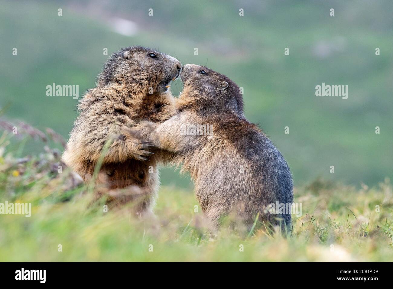 Two marmots (Marmota marmota), playing, Hohe Tauern National Park ...