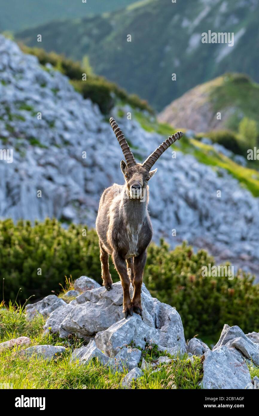 Ibex (Capra ibex), National Park Berchtesgaden, Berchtesgaden, Bavaria ...