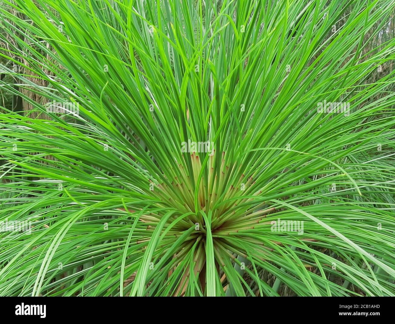 Closeup shot of a green cyperus papyrus plant or commonly known as ...