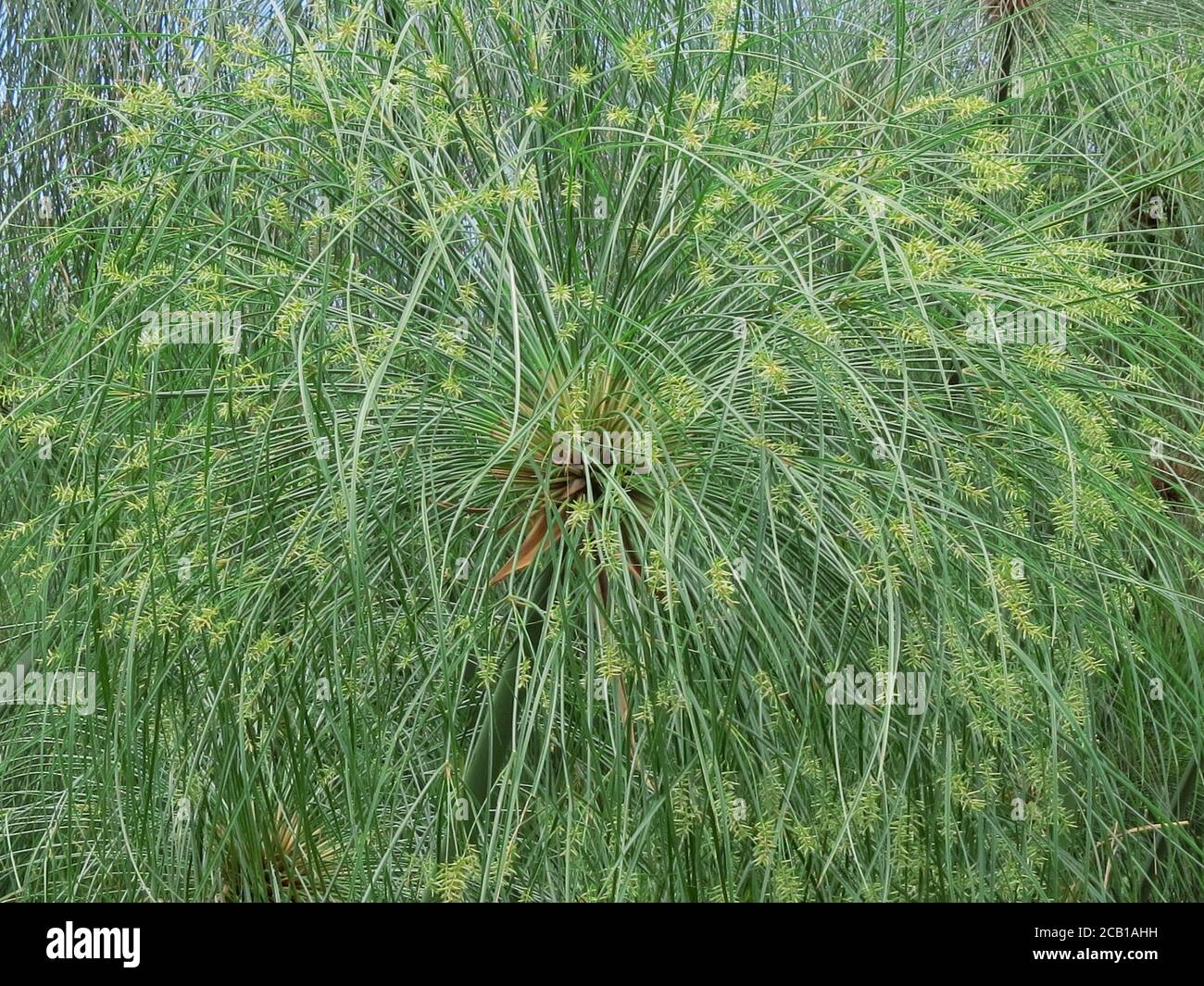 Botanical garden papyrus plant hi-res stock photography and images - Alamy