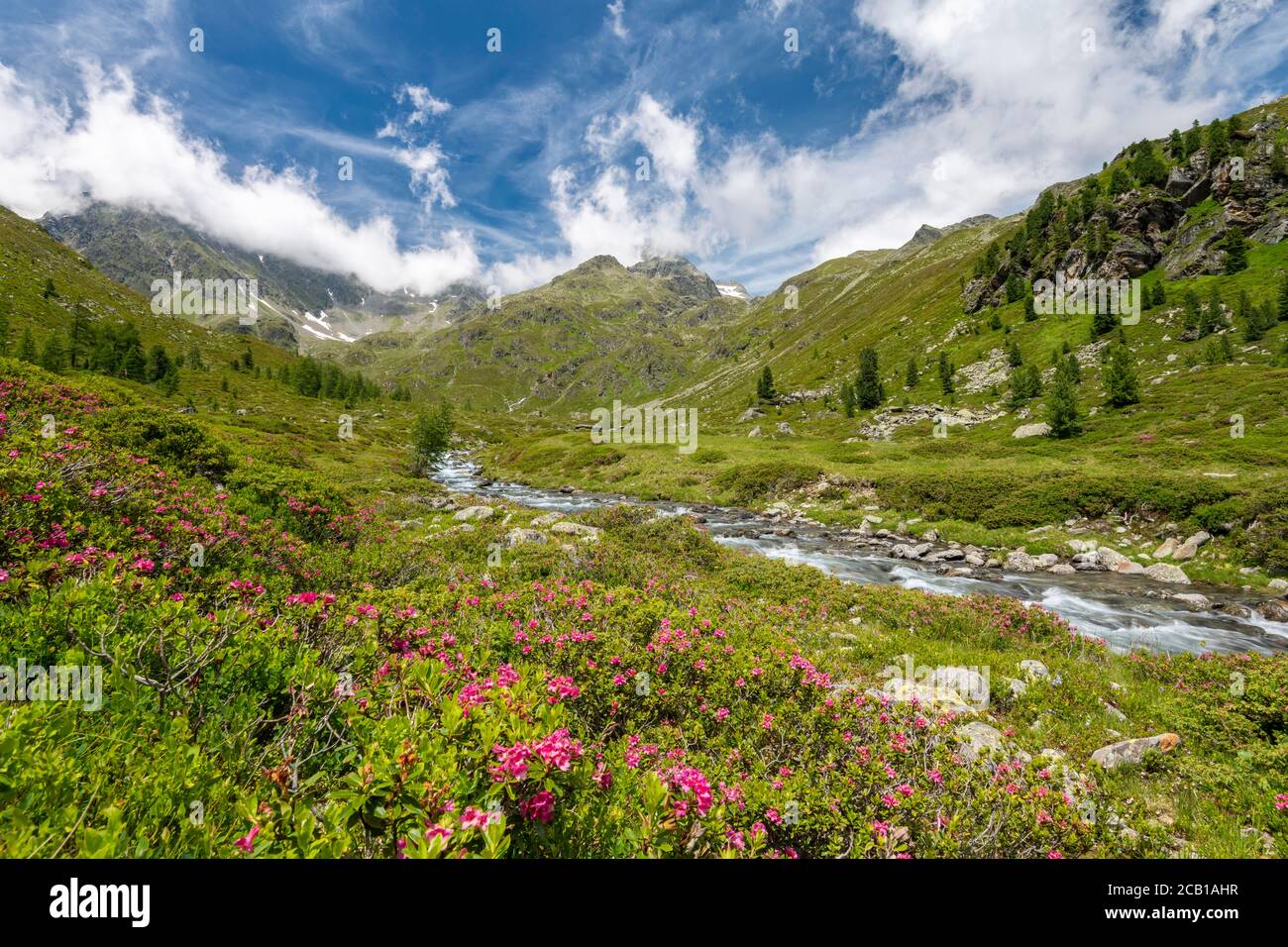Debantbach with Rusty-leaved alpenrose (Rhododendron ferrugineum ...