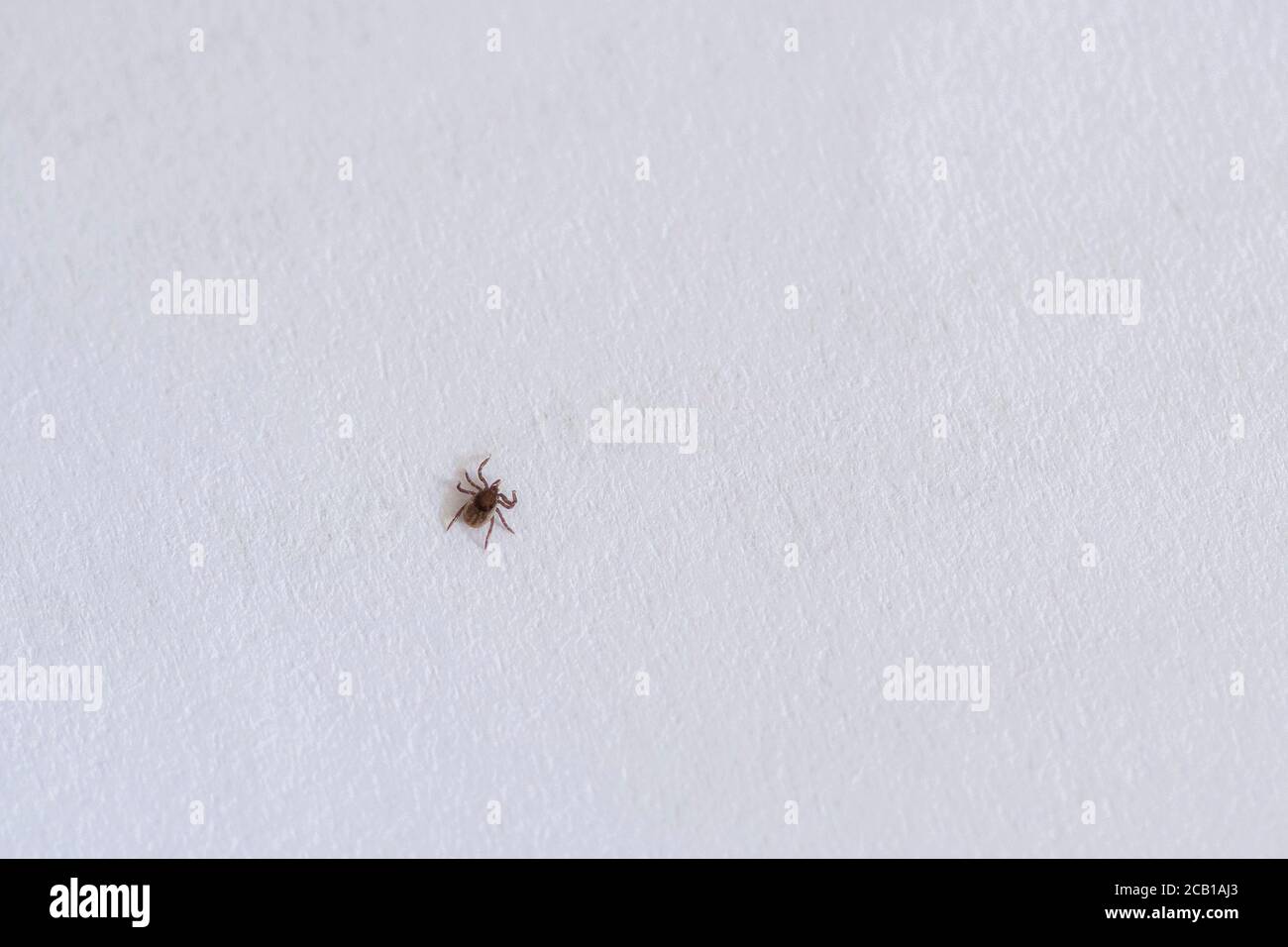 Castor Bean Tick (Ixodes ricinus), tick on white background Stock Photo ...