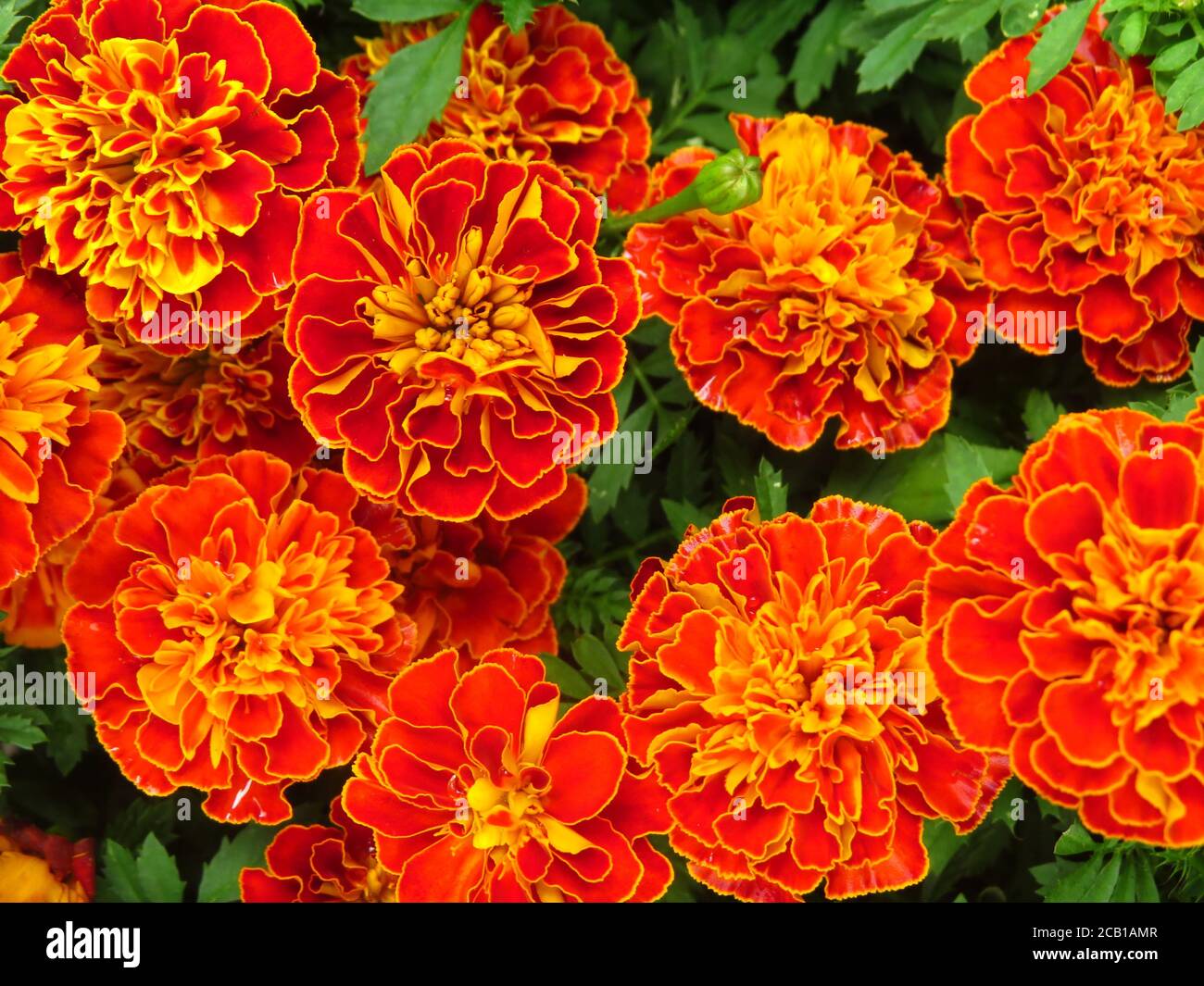 Top view of a bunch of blooming flowers in the garden called Tagetes ...