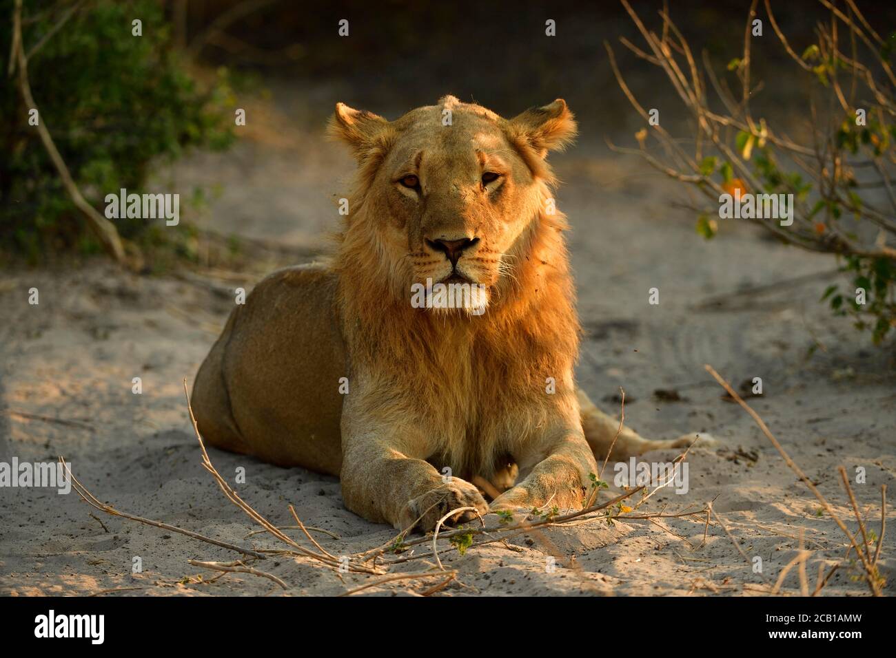 Lion (Panthera leo) male, male, young rests in the shade of a bush ...