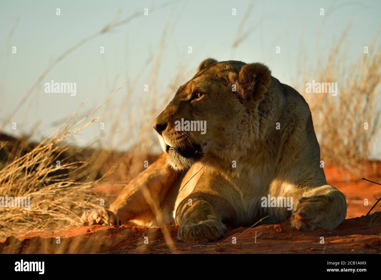 Lioness (Panthera leo), Female resting on a grassy Kalahari dune in the ...