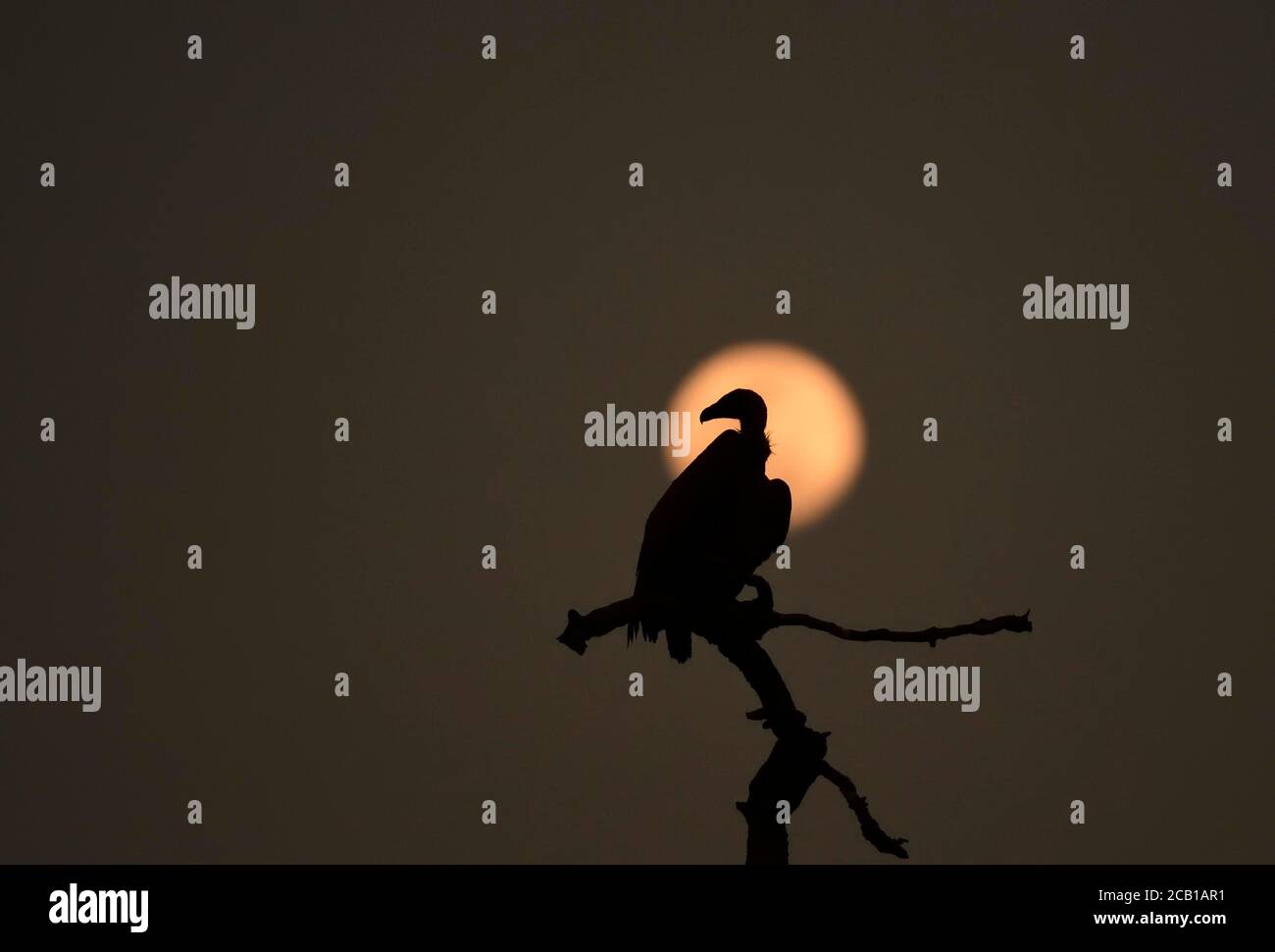 Moon griffon hi-res stock photography and images - Alamy