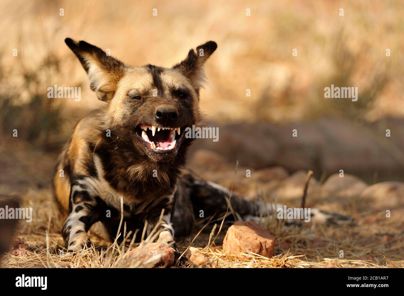 Endangered specie species hi-res stock photography and images - Alamy