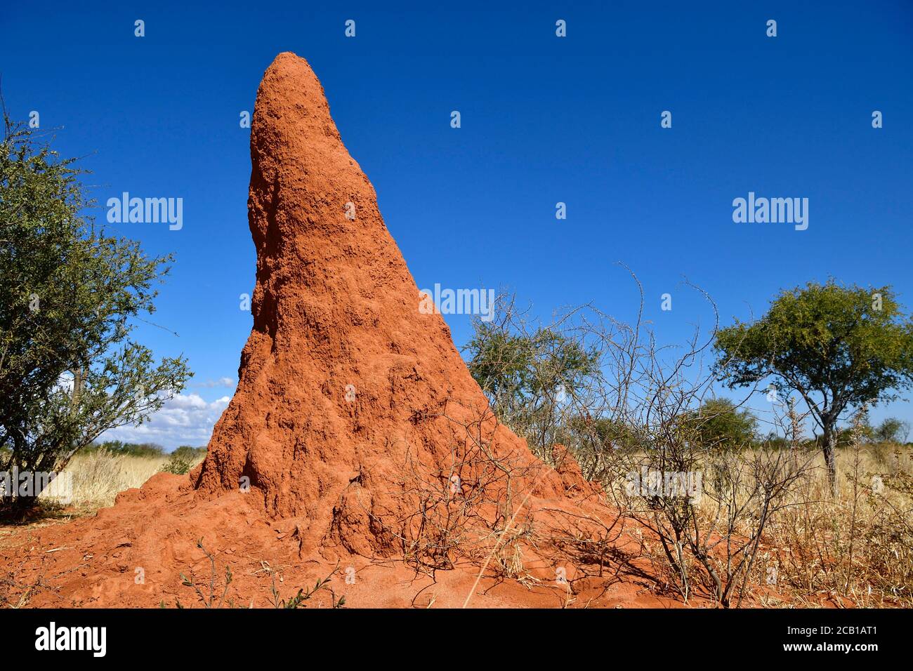Termite Hill near Waterberg National Park, Namibia Stock Photo - Alamy