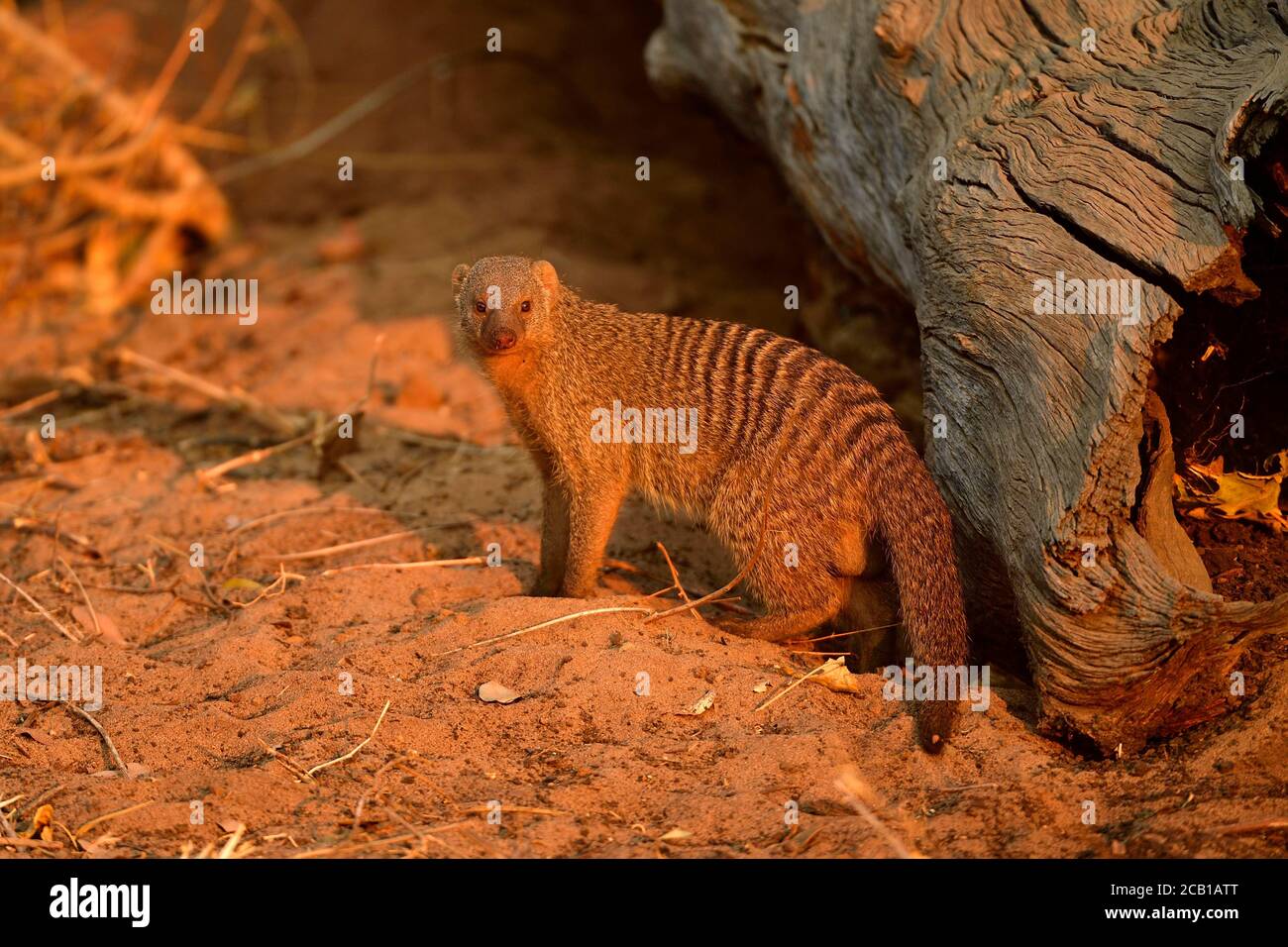 African banded mongoose hi-res stock photography and images - Alamy
