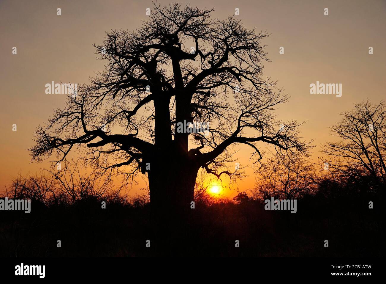 Age African baobab tree (Adansonia digitata) at sunset, Botswana Stock ...