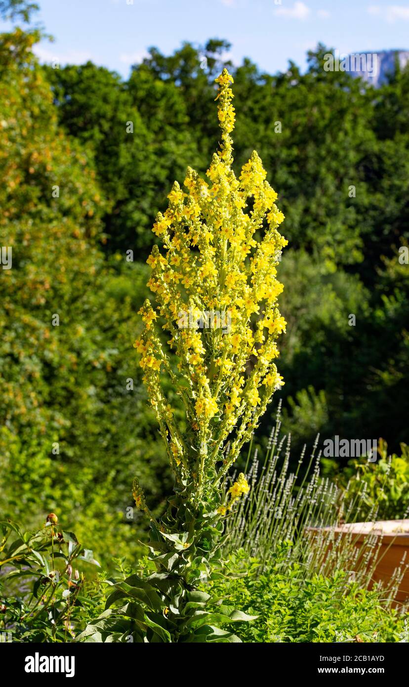 Great mullein (Verbascum thapsus), Upper Austria, Austria Stock Photo ...