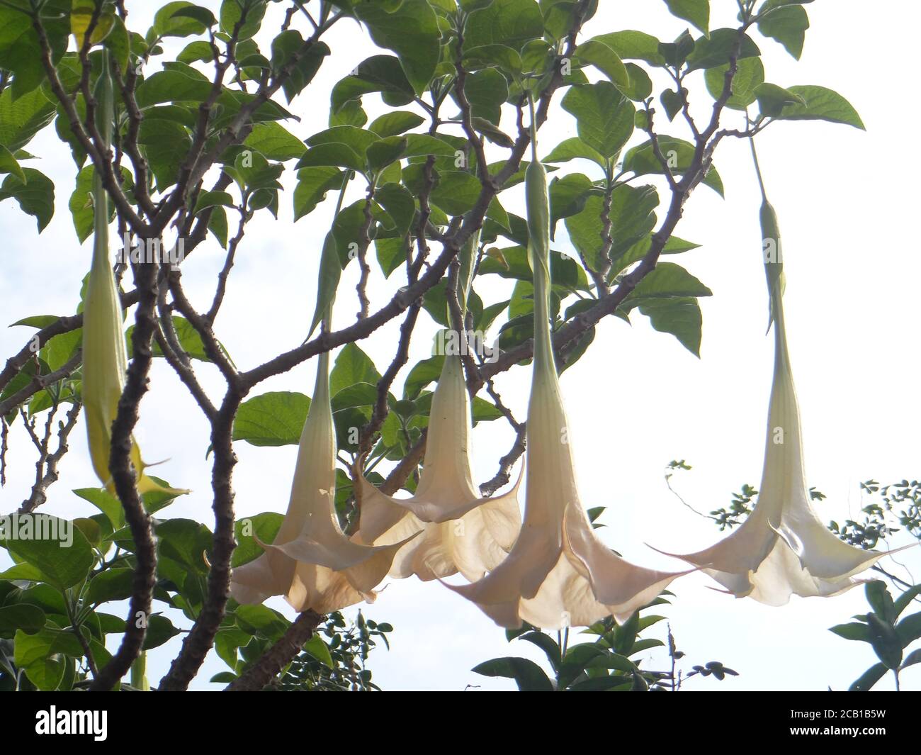 White angels trumpet hi-res stock photography and images - Alamy