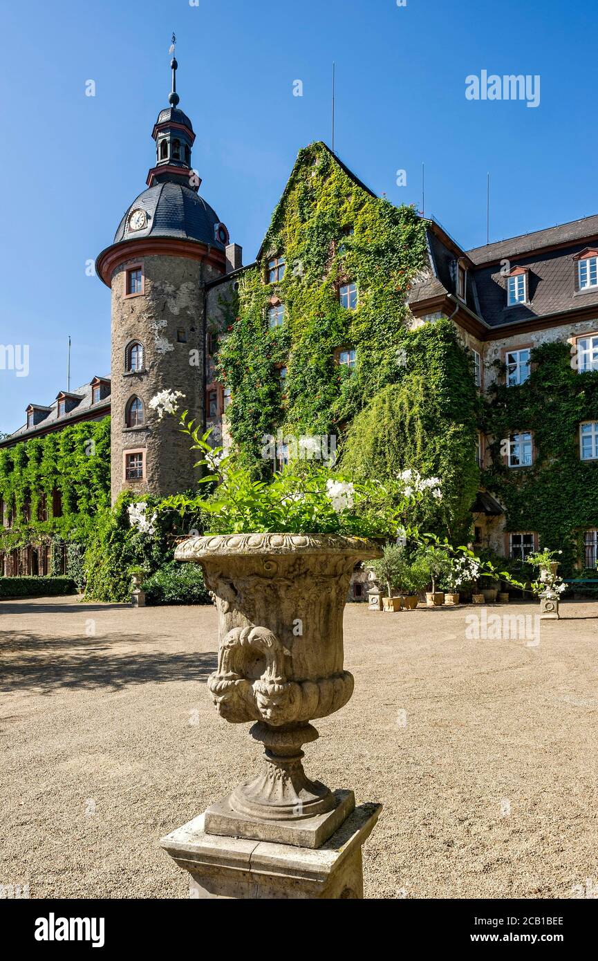 Medieval castle, Laubach Castle, overgrown with Common ivy (Hedera ...