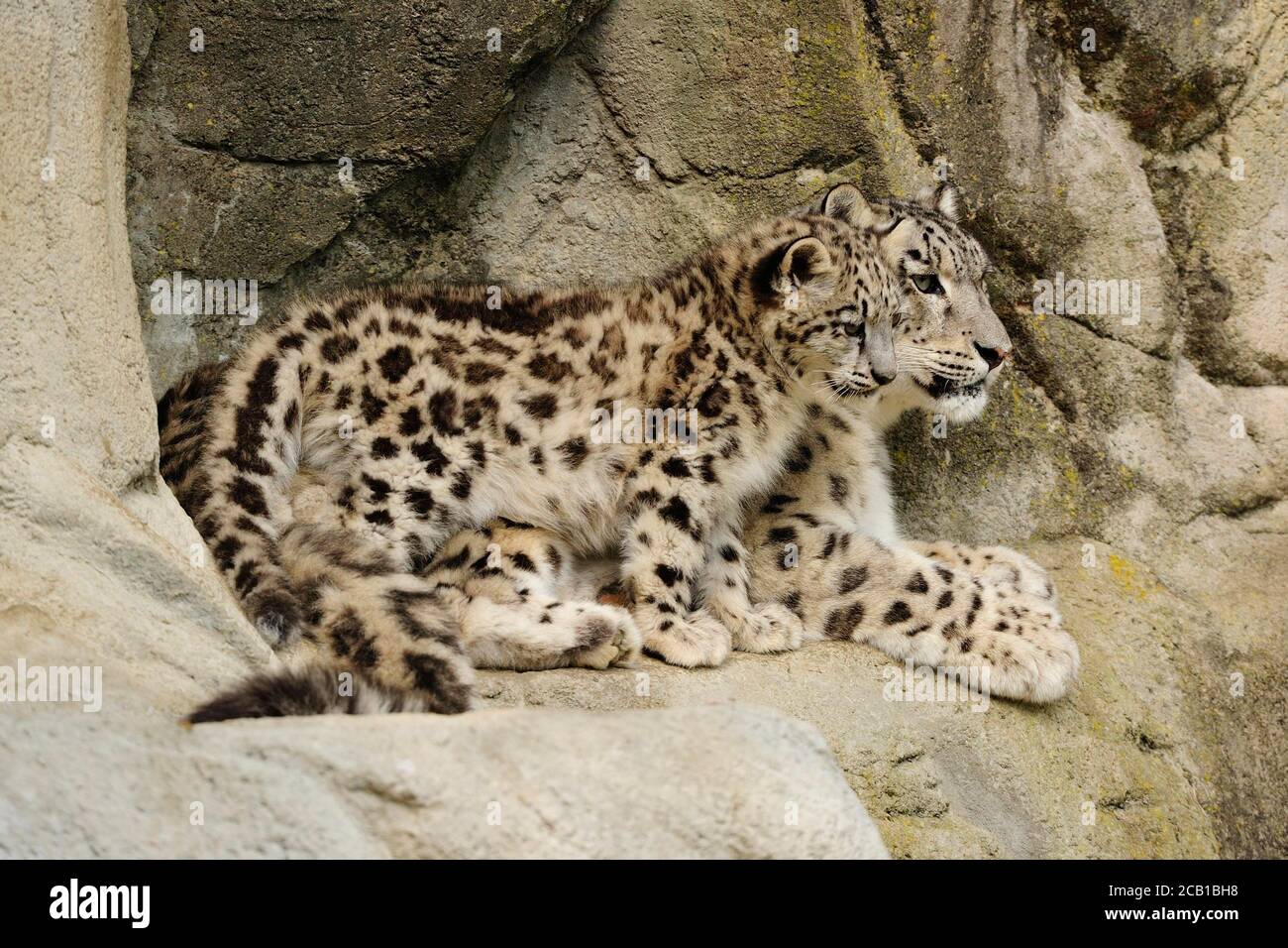 Himalaya ledge hi-res stock photography and images - Alamy