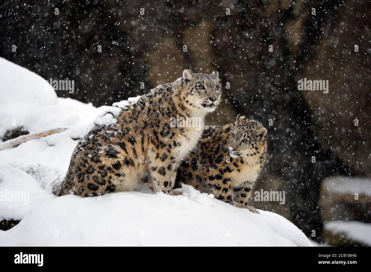 China snow leopard tibet hi-res stock photography and images - Alamy