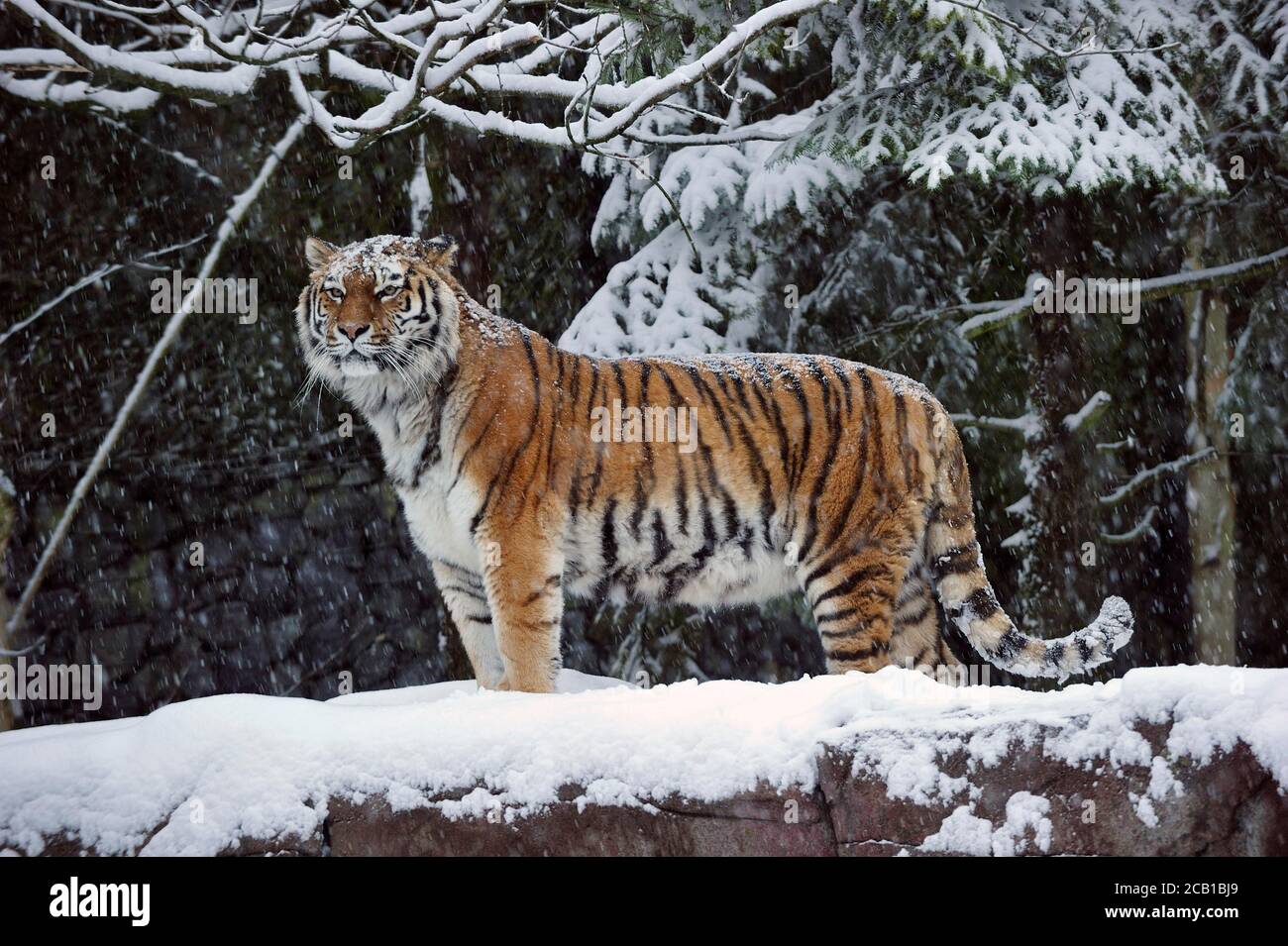 Siberian tiger (Panthera tigris altaica), adult, stands on snow-covered ...